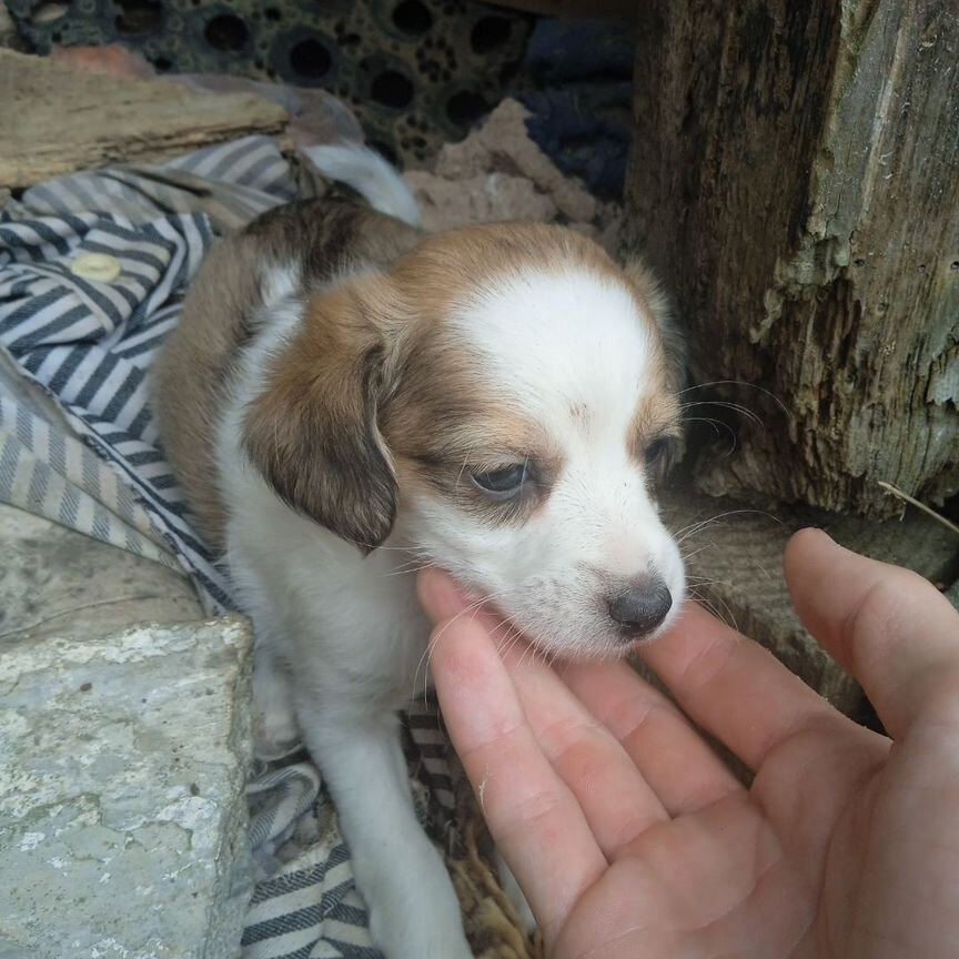 3 щеночка в добрые руки