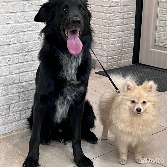 Шпиц малый вязка