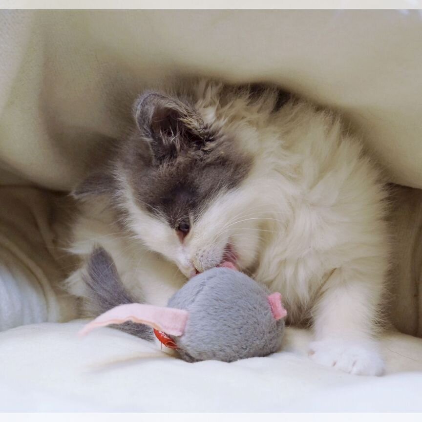 Котёнок в добрые руки