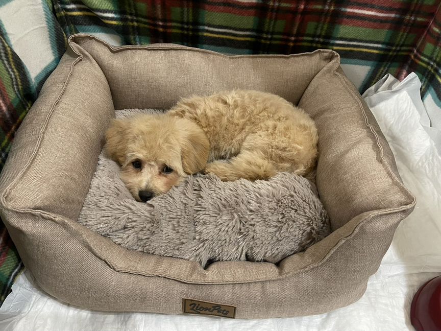 Мальтипу f1 мальчик