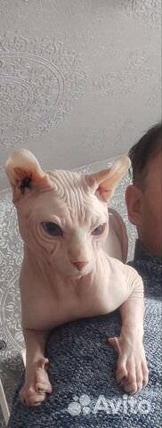 Сфинкс эльф вязка