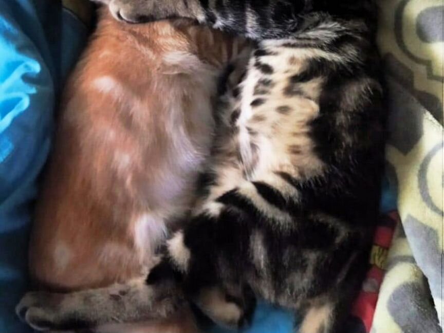 Котята в добрые руки