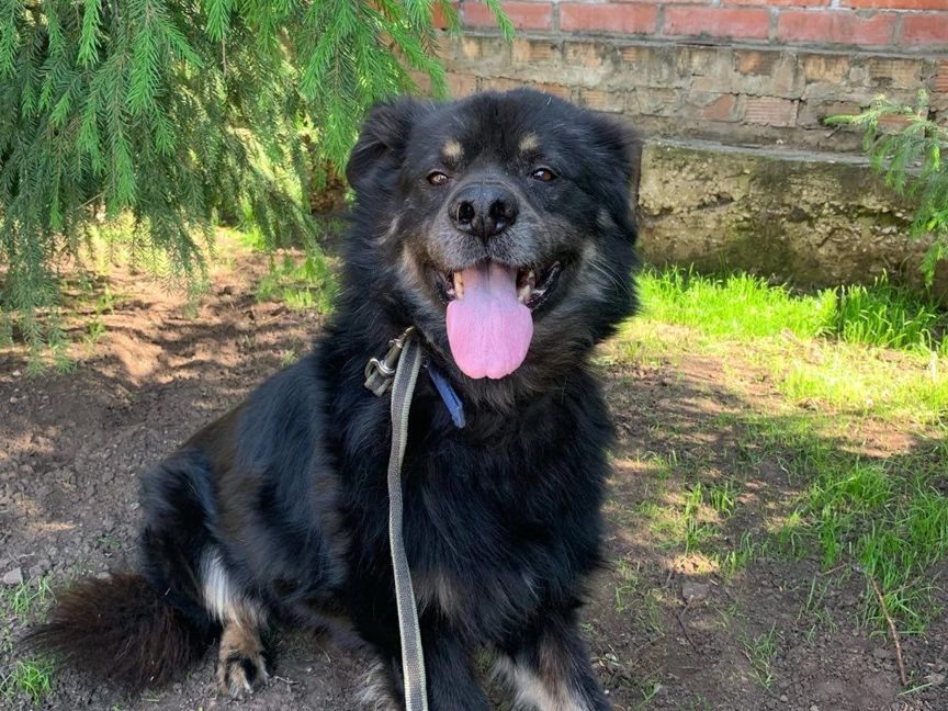 Собака в добрые руки