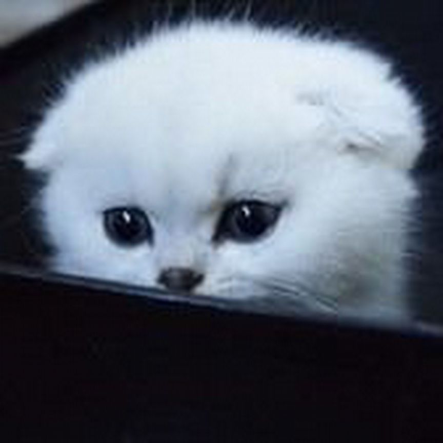 Вислоухие котята