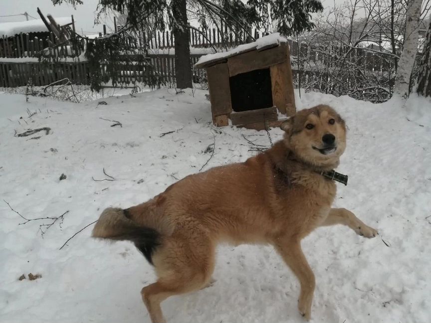 Жизнерадостная Кора 9 мес стерилизована