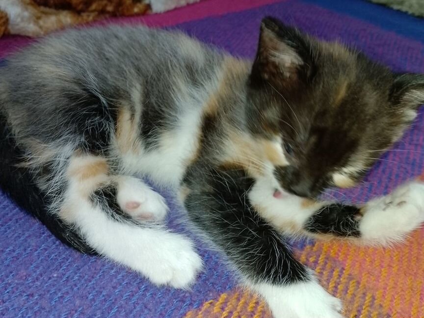 Отдам в хорошие руки котенка (кошка)