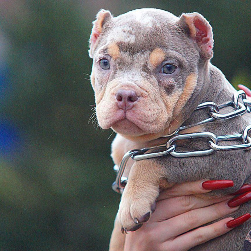 Американский булли, щенок