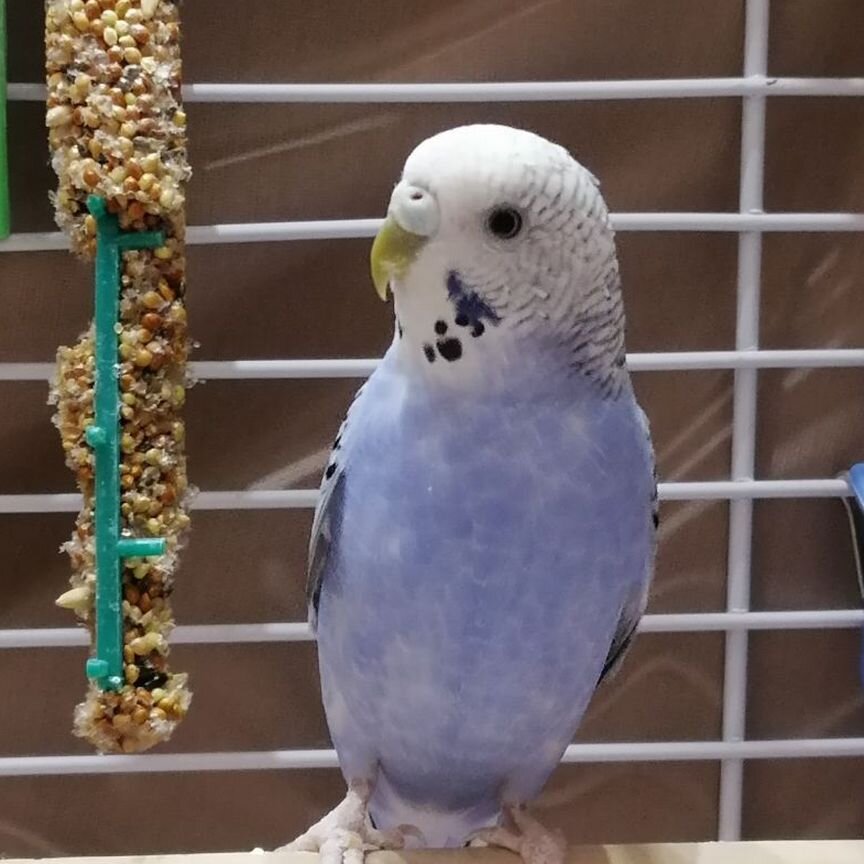 Волнистый попугай