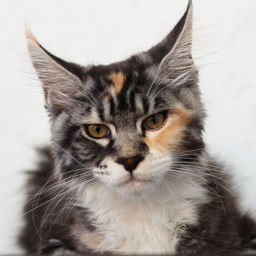 Котята мейн-кун полидакт