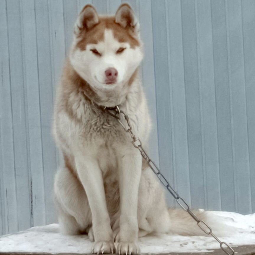 Сибирский хаски, щенок