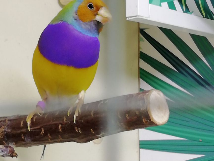 Амадины Гульда