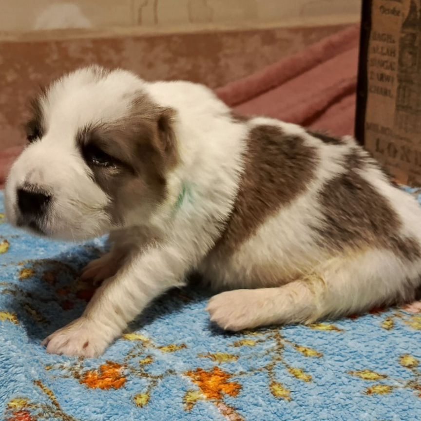 Щенки Алабая продажа