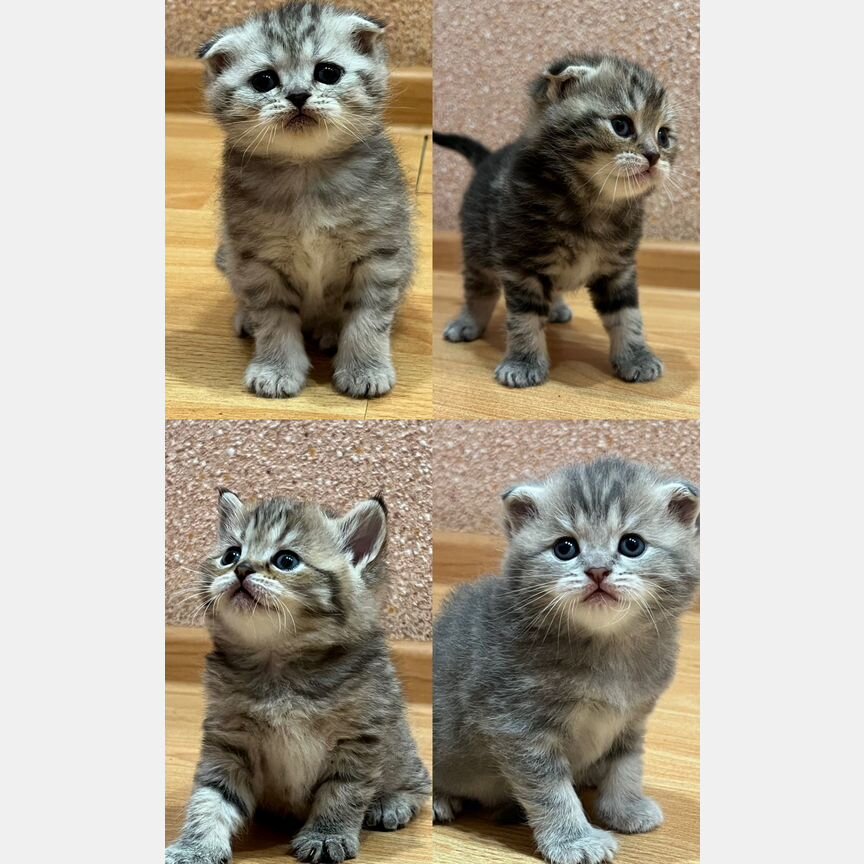 Шотландские вислоухие котята