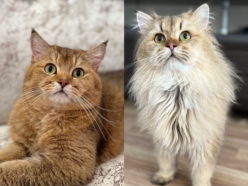 Британские котики золотая шиншилла