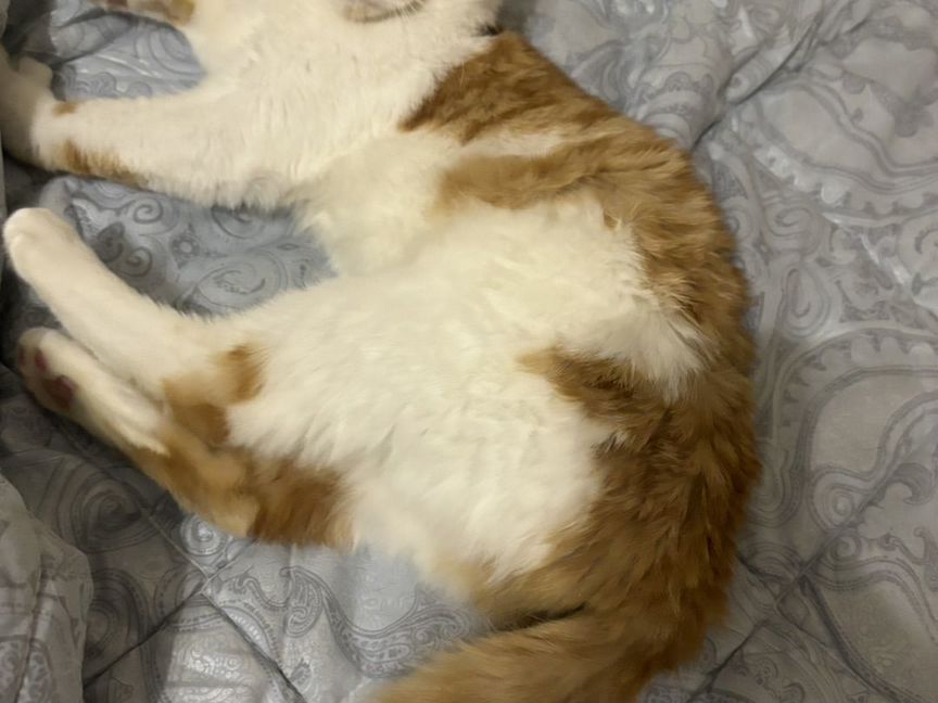 Кот