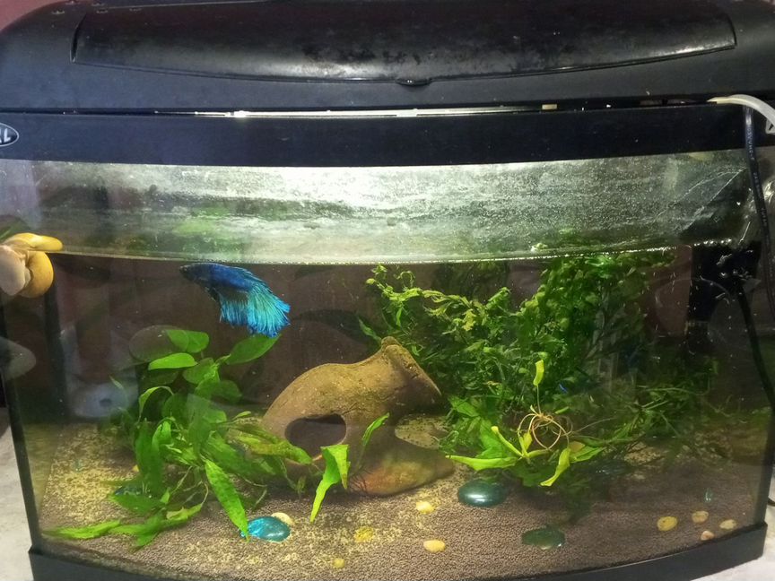 Аквариум с рыбками бу