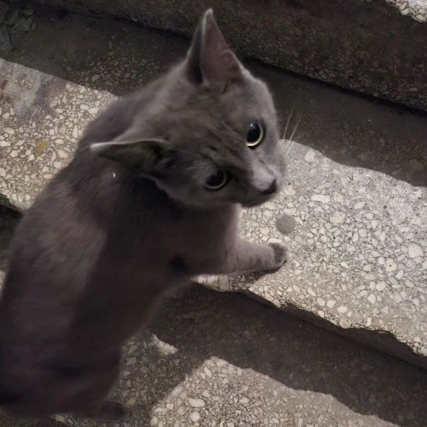 Британский короткошёрстный, взрослый кот