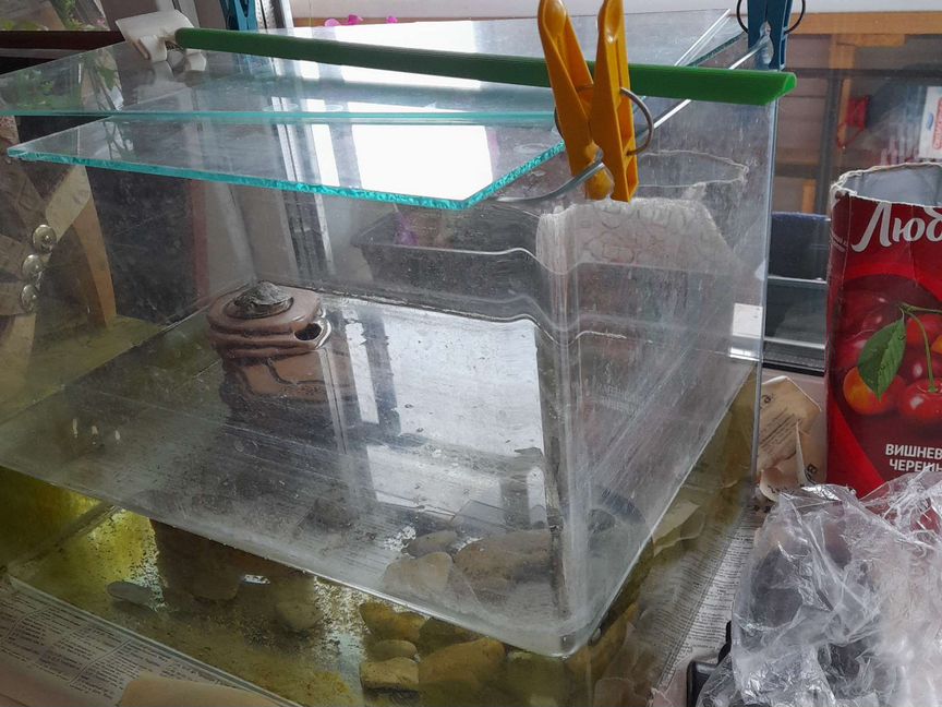 Аквариум с черепахами