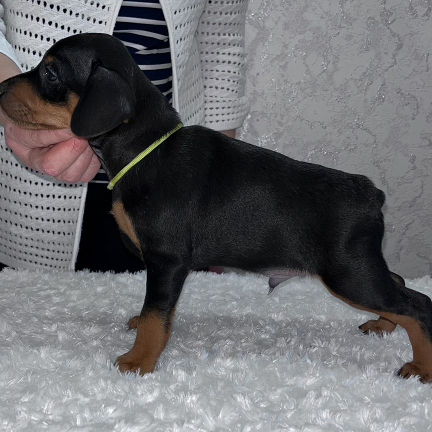 Щенки цвергпинчера