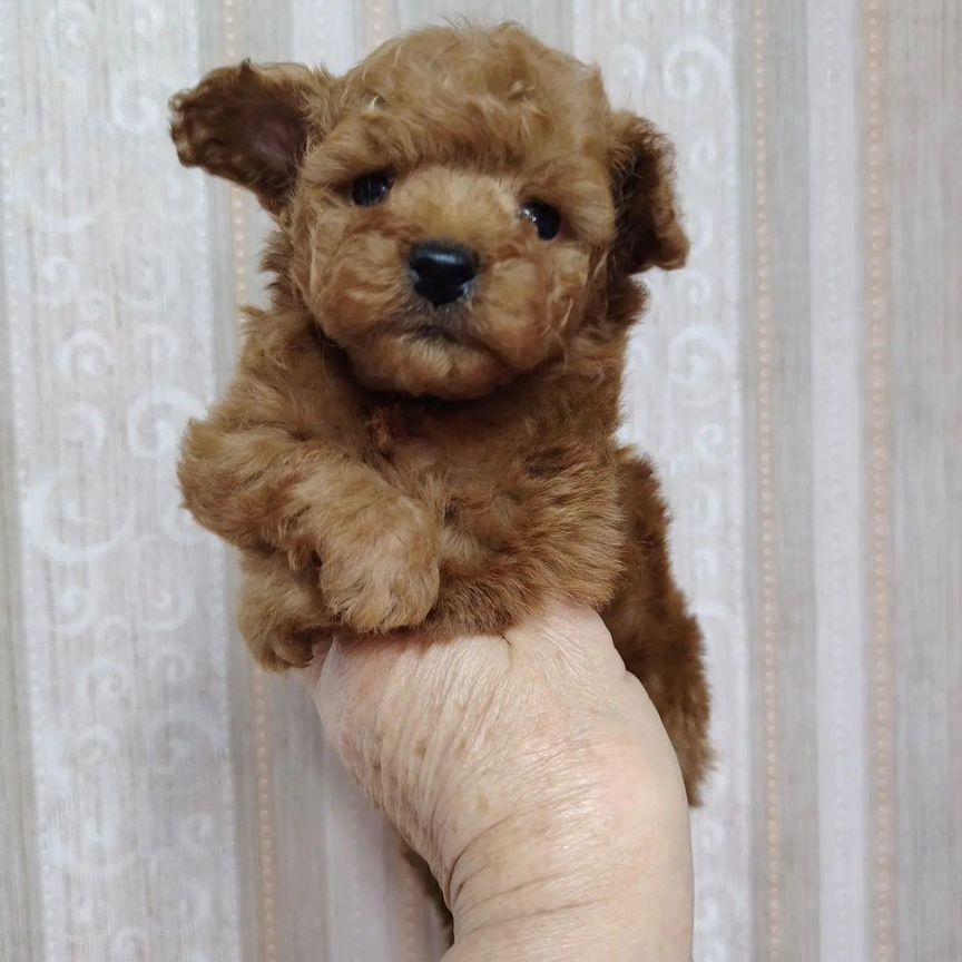 Мальтипу, щенок