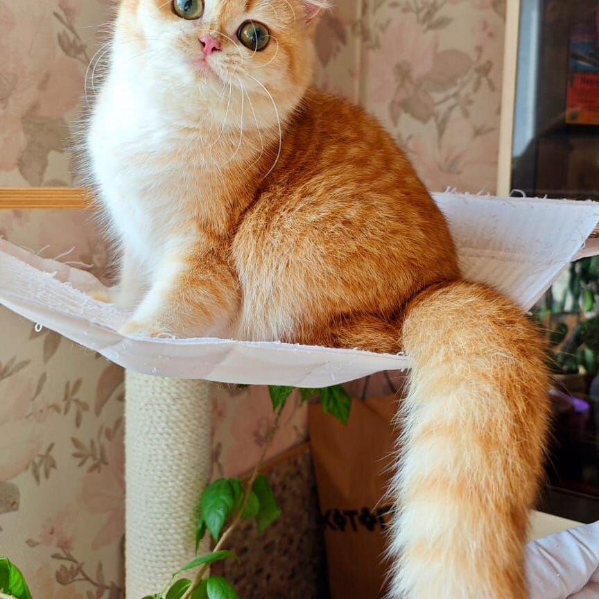 Британская шоколадная кошечка