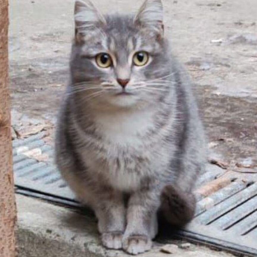 Кошечка Карен ищет дом в добрые руки