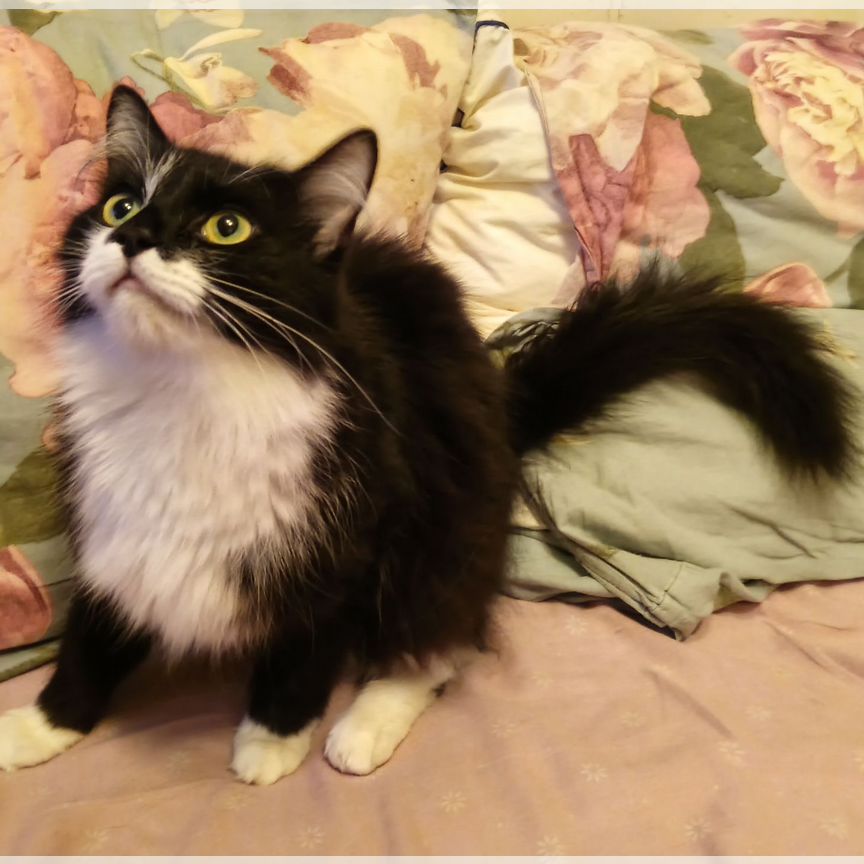 Взрослый кот в добрые руки