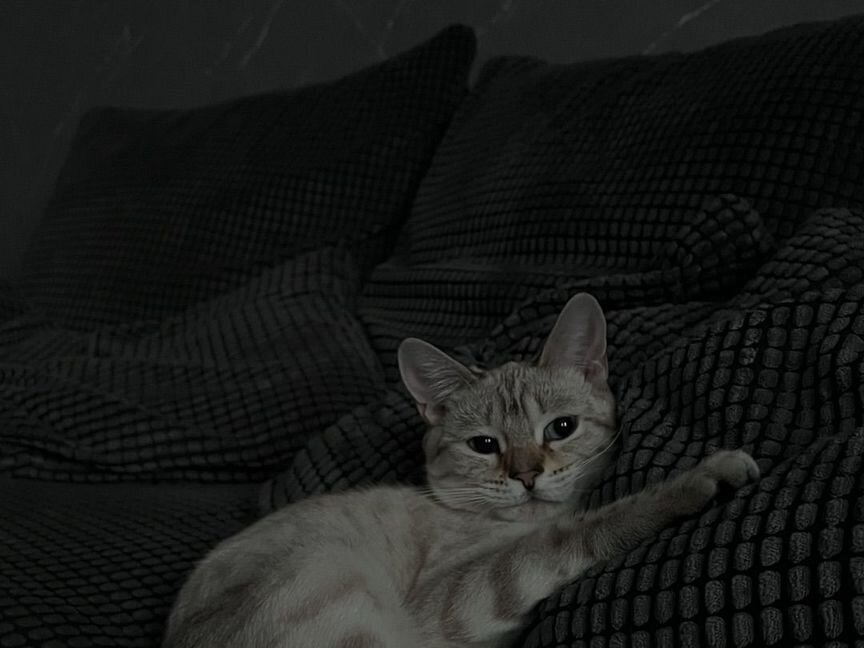 Бенгальская кошка