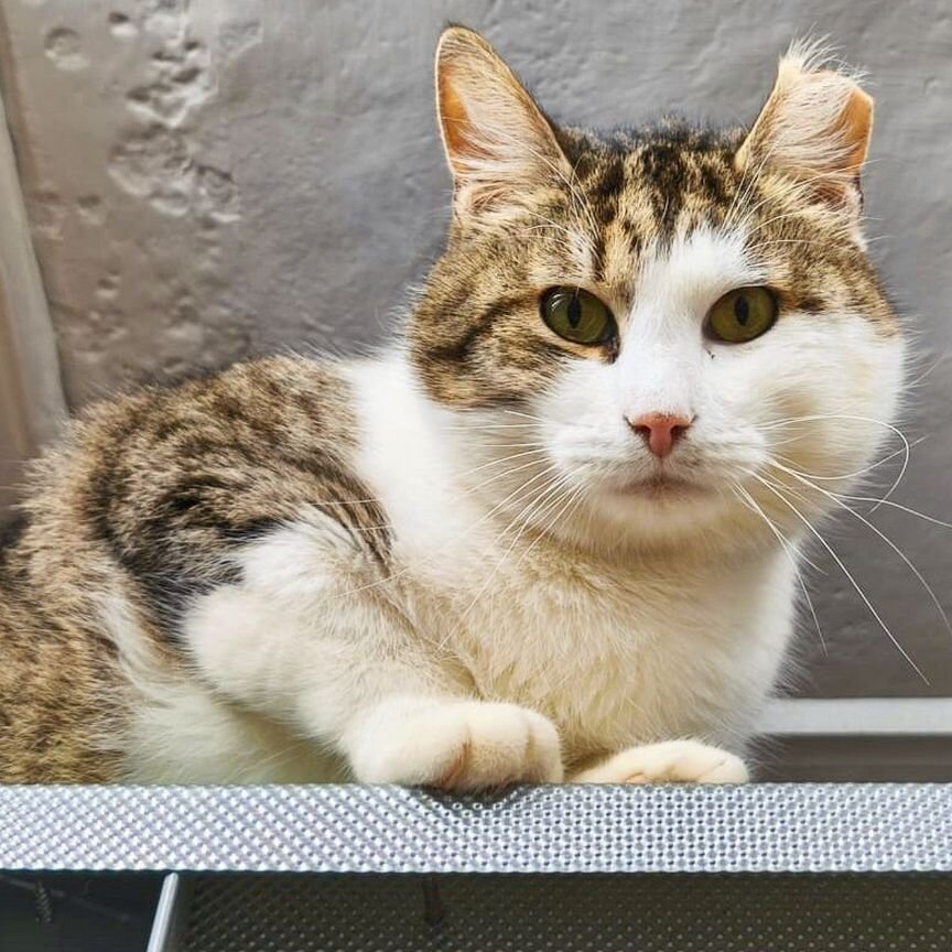 Самый правильный кот Василий