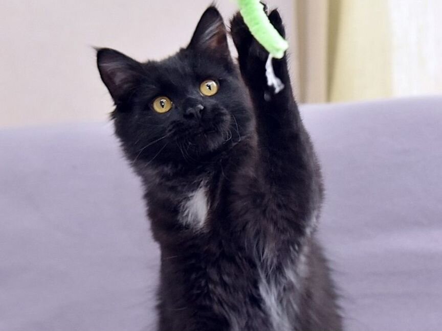 Котенок Филя в добрые руки