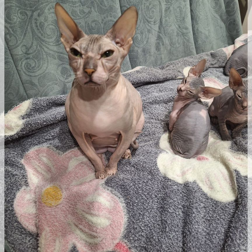 Донской сфинкс резинки