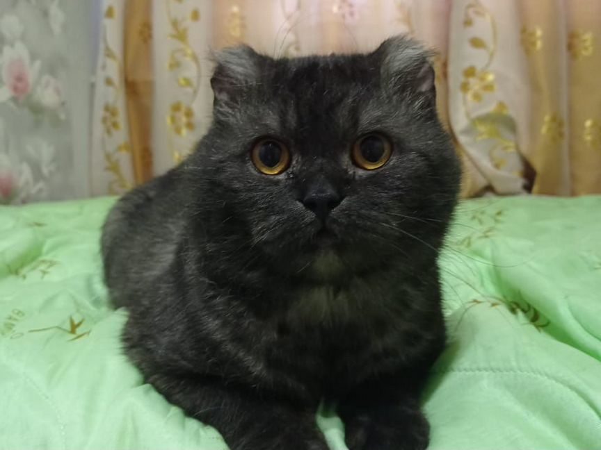 Шотландский кот