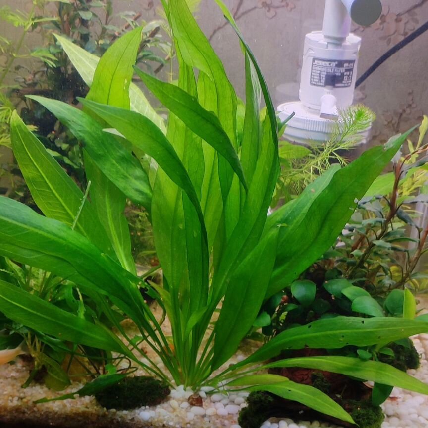 Эхинодорус