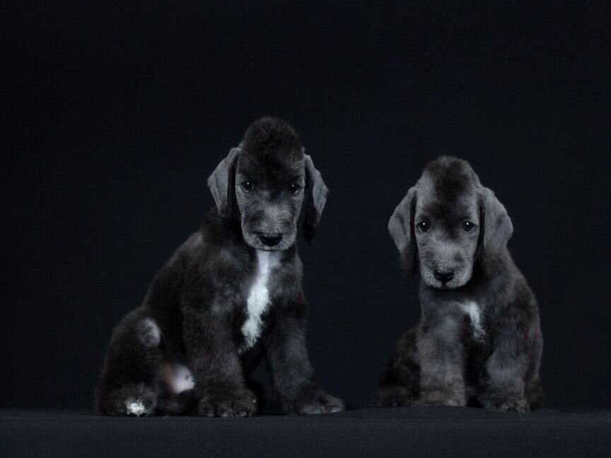 Щенки бедлингтона