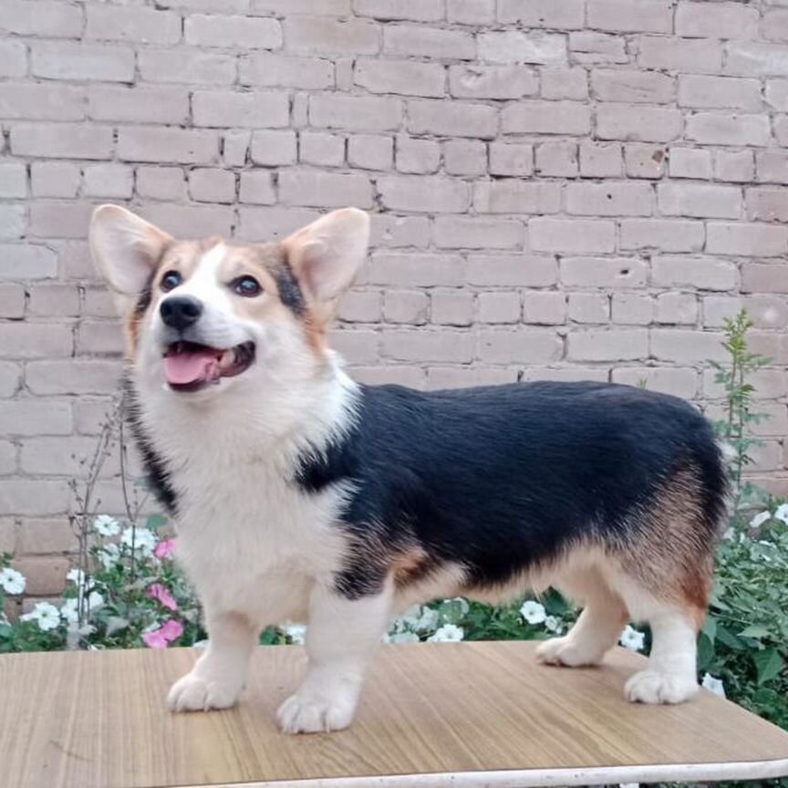 Щенки вельш-корги пемброк