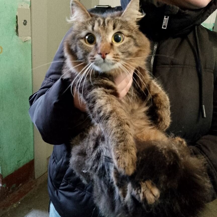 Кошки в добрые руки бесплатно