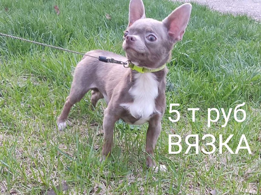 Кобель 2 г лиловый вес 2 кг