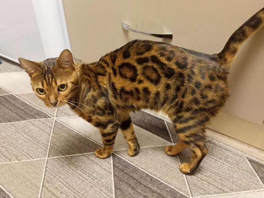 Бенгальская кошка бесплатно