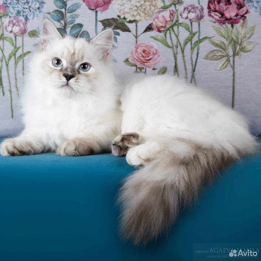 Невская маскарадная кошечка котенок