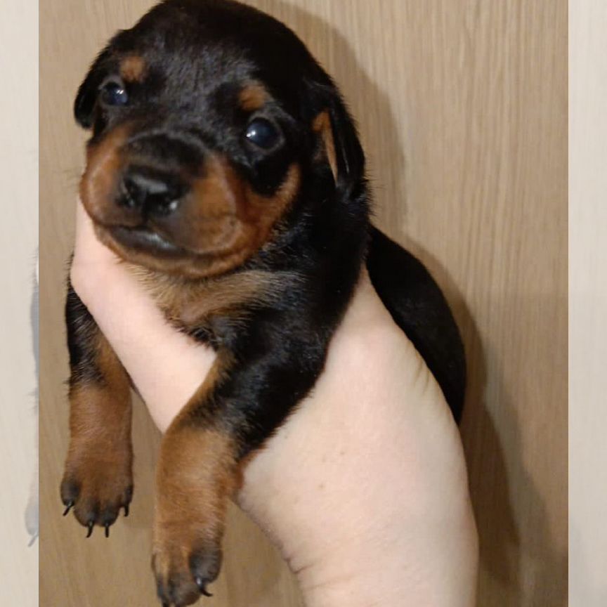 Цвергпинчер, щенок