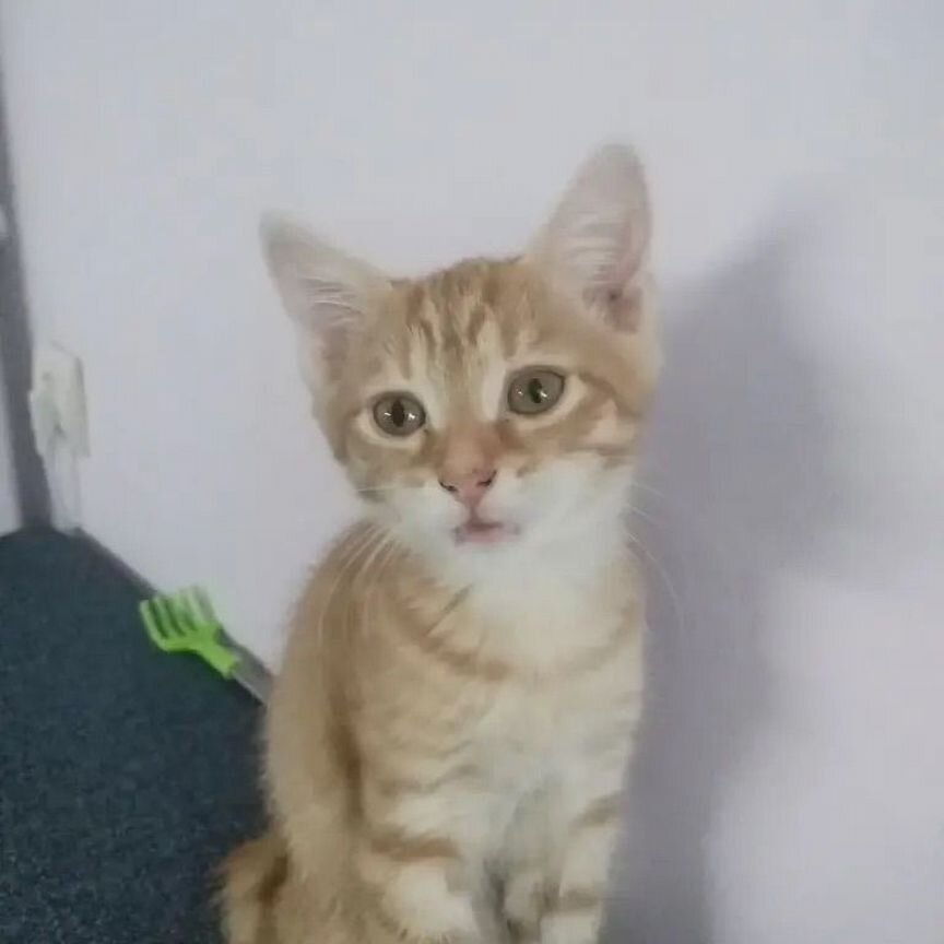 Котёнок в добрые руки