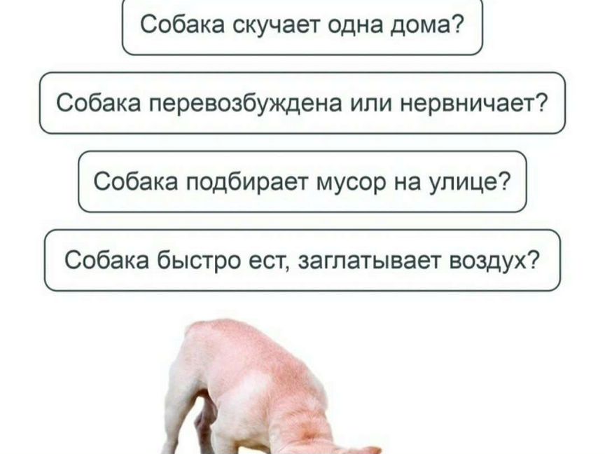 Нюхательный коврик для собак