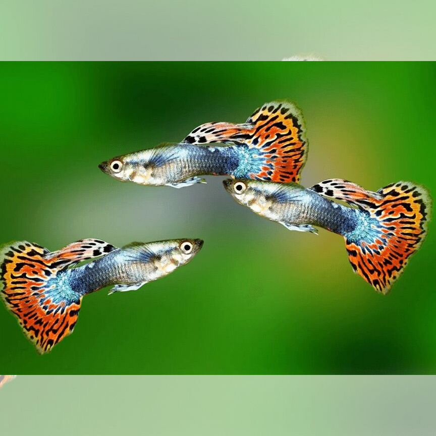 Аквариумные рыбки гуппи