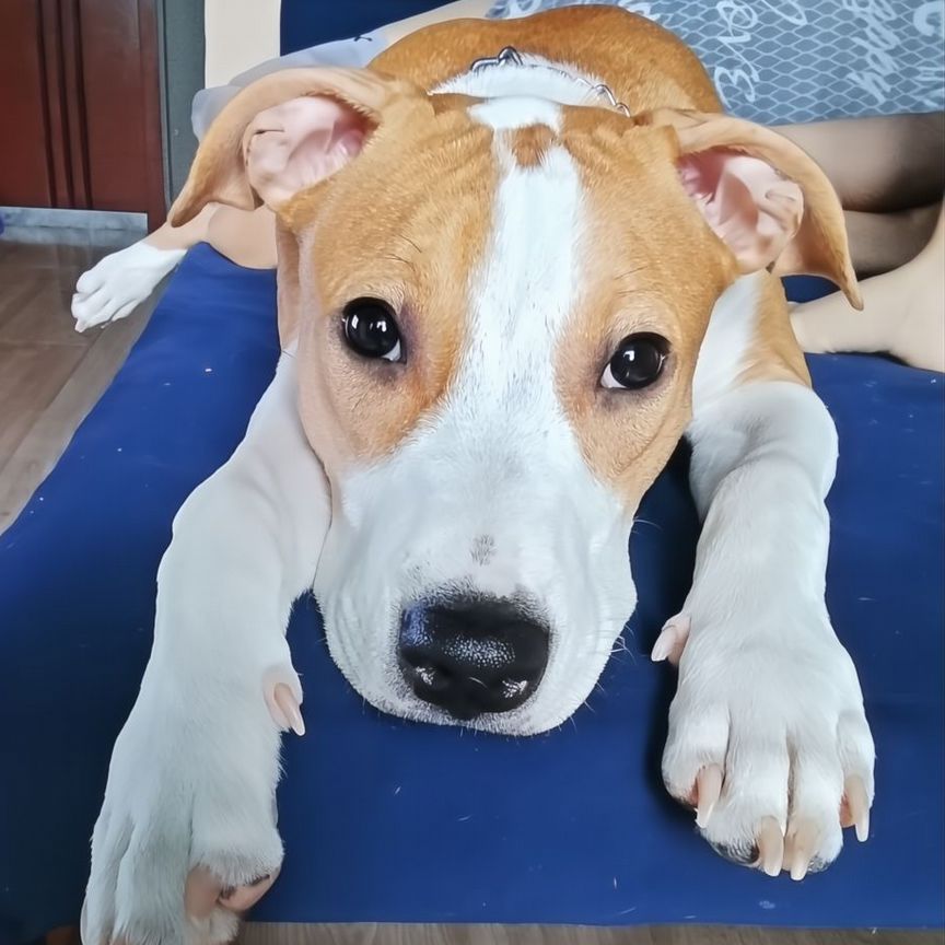 Американский стаффордширский терьер, щенок