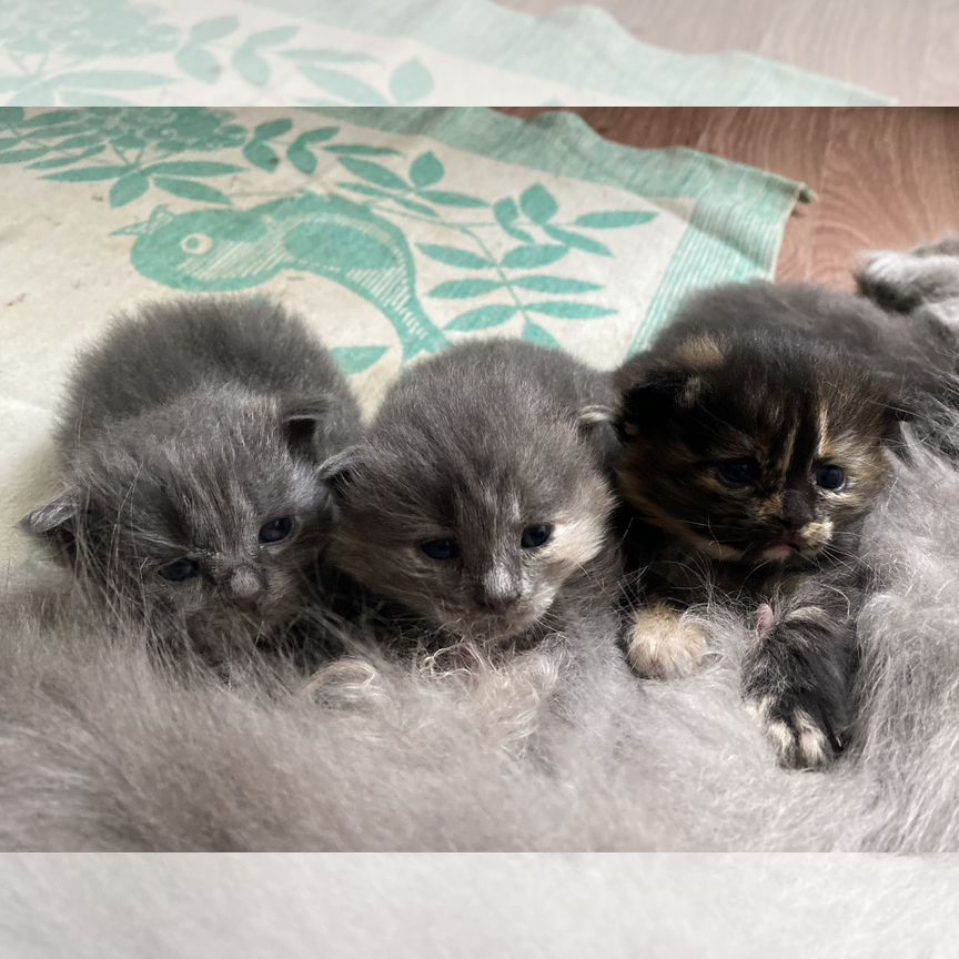 Британские длинношерстные котята