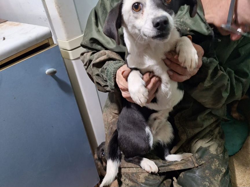 Маленькая собачка, Анфиса