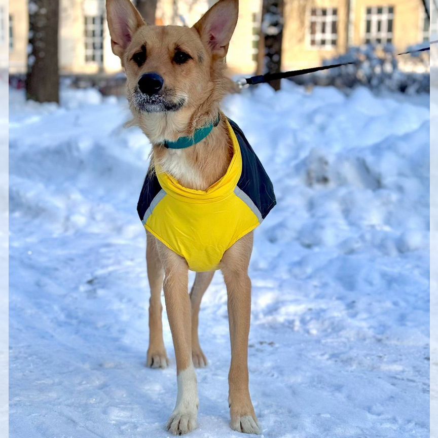 Взрослый пёс в добрые руки