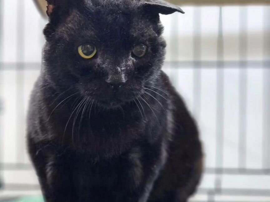 Черный котик грустит в клетке