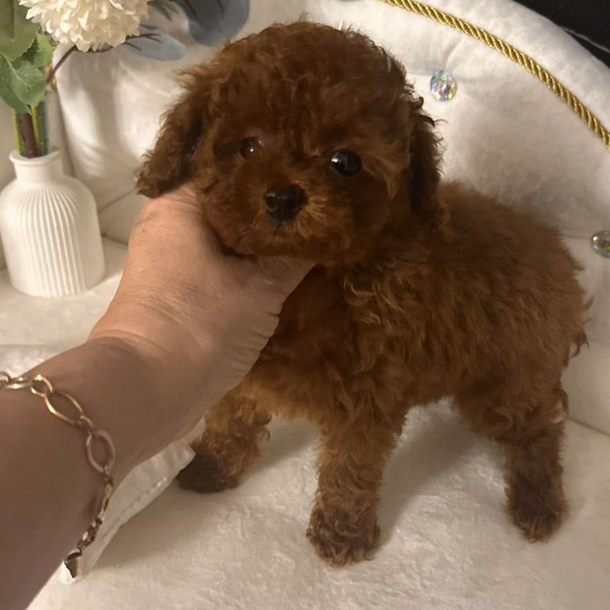 Той-пудель, щенок