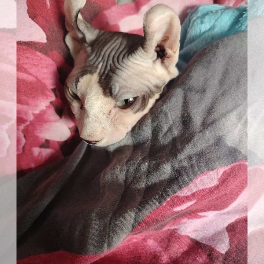 Канадский сфинкс, взрослая кошка